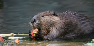 The Best Pest Control and Exterminators - Exterminators Near You - All ...