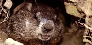 The Best Pest Control and Exterminators - Exterminators Near You - All ...