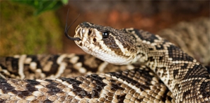 The Best Pest Control and Exterminators - Exterminators Near You - All ...