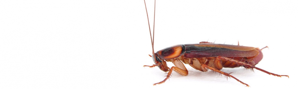 Cockroaches - All Exterminating Georgia